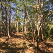 OUR MACHINE LIKES TO EAT TREES, WHAT CAN I SAY?